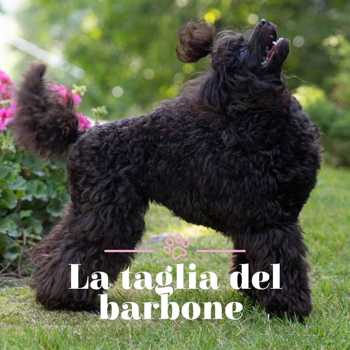 Le taglie del barbone